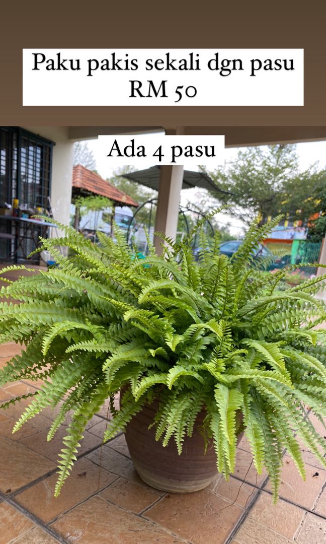 POKOK PAKU PAKIS + PASU, Furniture & Home Living, Gardening, Pots ...