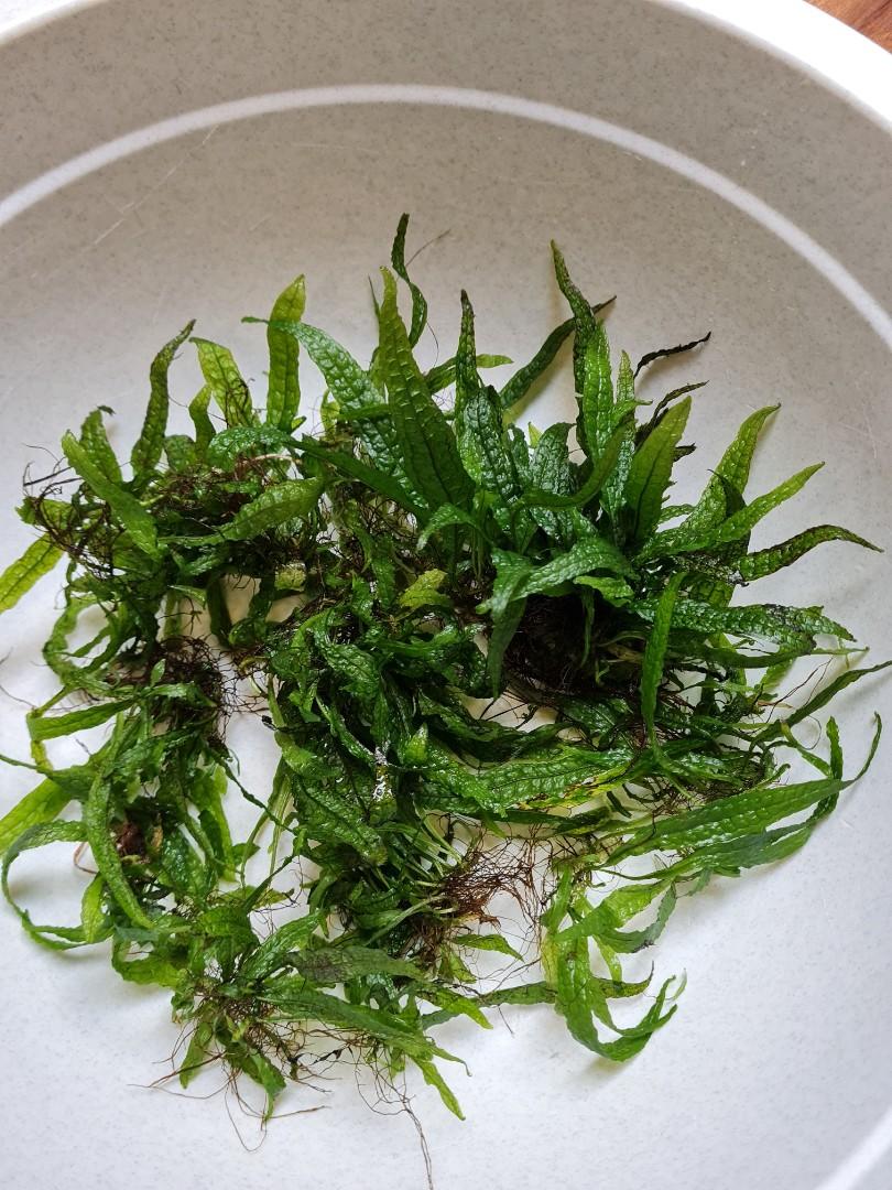 Rare Aquarium Plants - Philippines Ferns and Needle leave Ferns ...