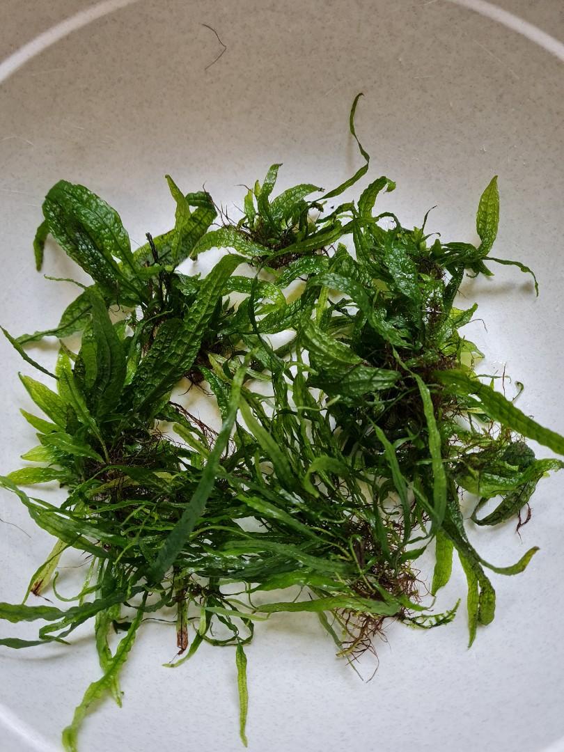 Rare Aquarium Plants - Philippines Ferns and Needle leave Ferns ...