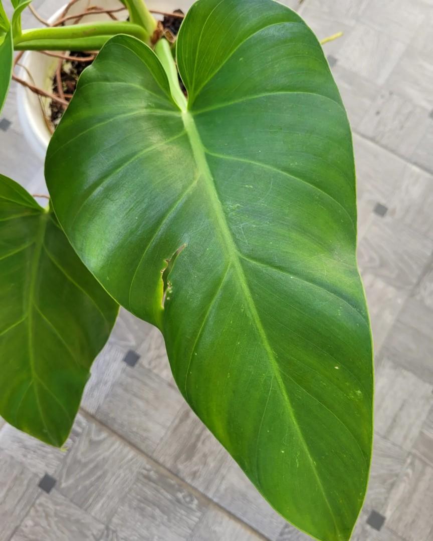 Tanaman philo marble, Perkebunan di Carousell