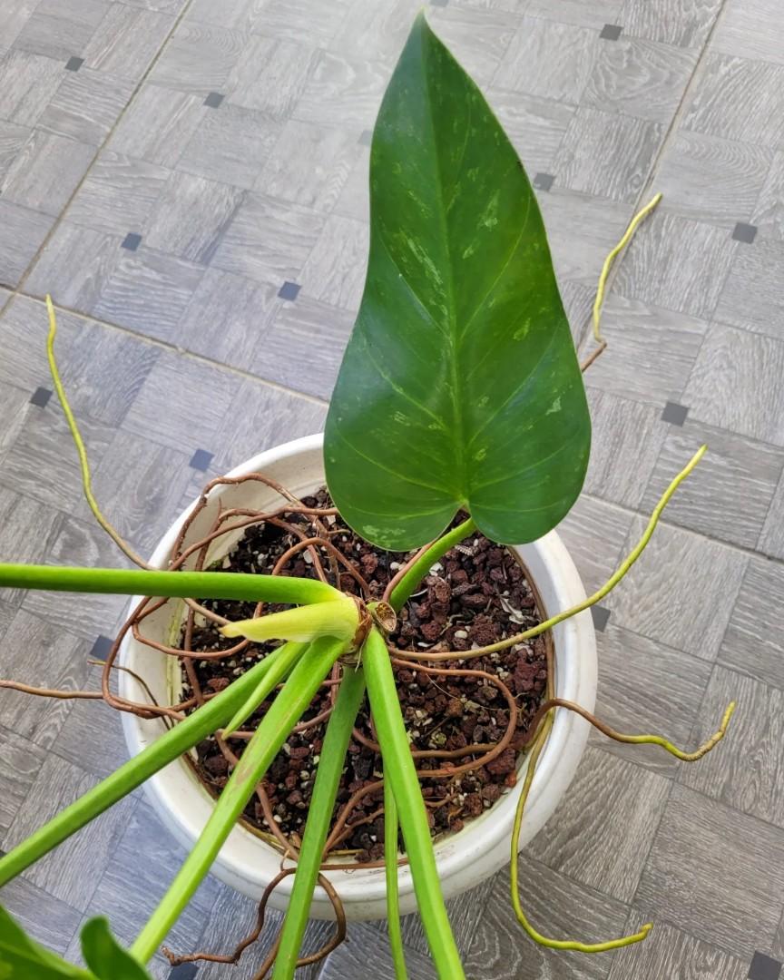 Tanaman philo marble, Perkebunan di Carousell