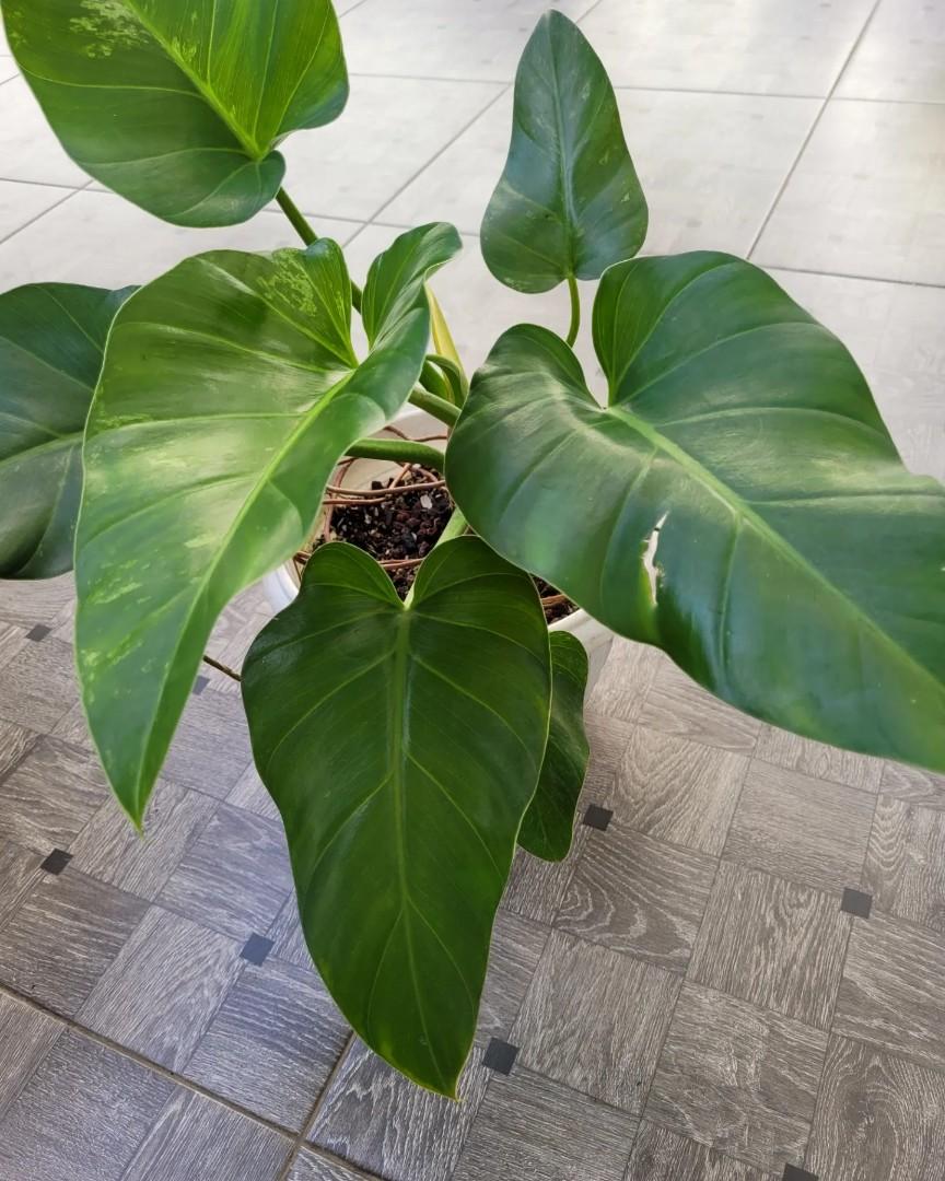 Tanaman philo marble, Perkebunan di Carousell