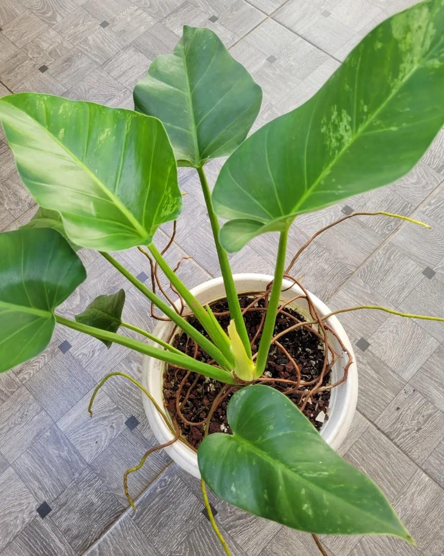 Tanaman philo marble, Perkebunan di Carousell