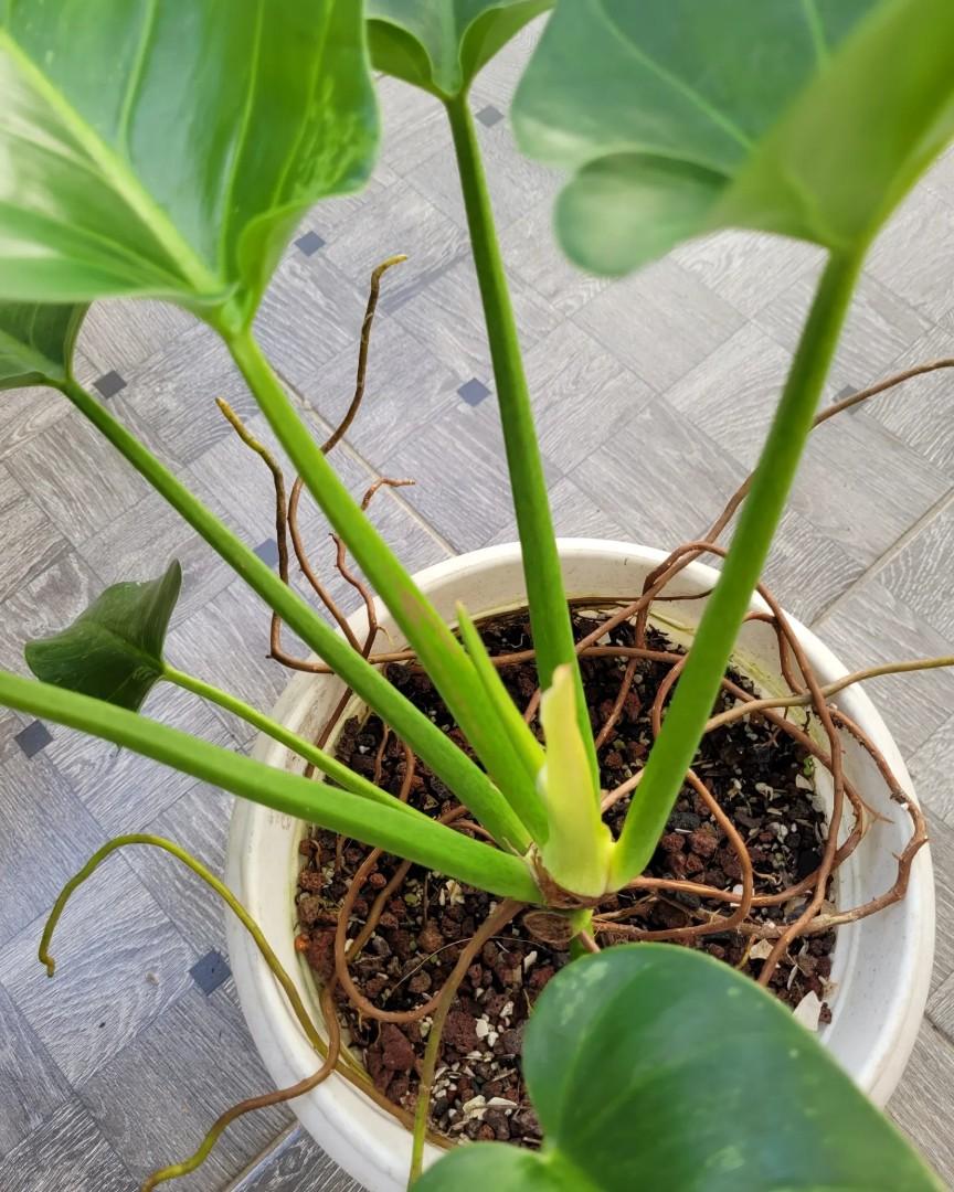 Tanaman philo marble, Perkebunan di Carousell