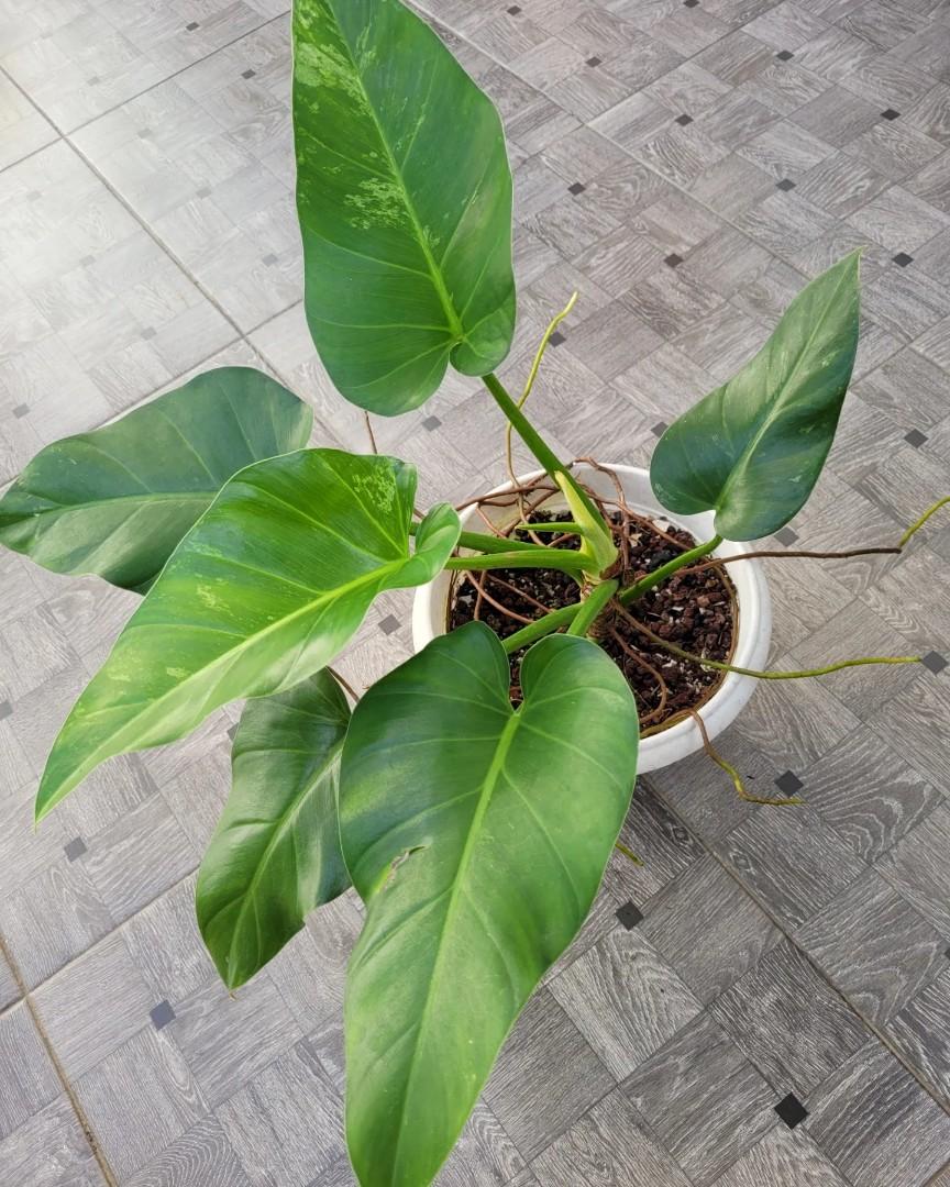 Tanaman philo marble, Perkebunan di Carousell