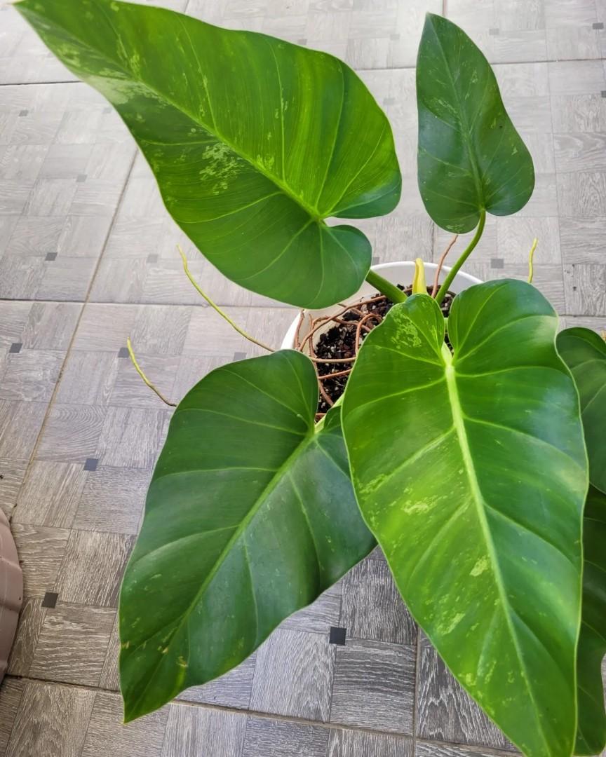 Tanaman philo marble, Perkebunan di Carousell