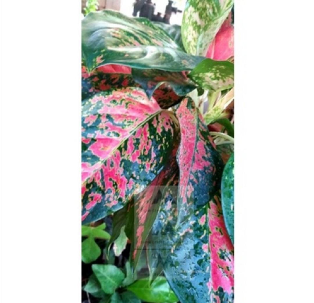 Aglaonema 'Red Valentine' Chinese Evergreen Live Plant, Furniture ...