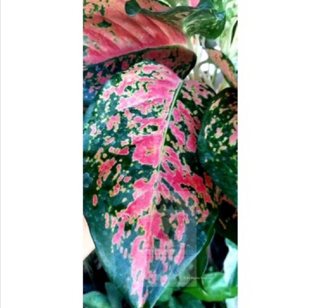 Aglaonema 'Red Valentine' Chinese Evergreen Live Plant, Furniture ...