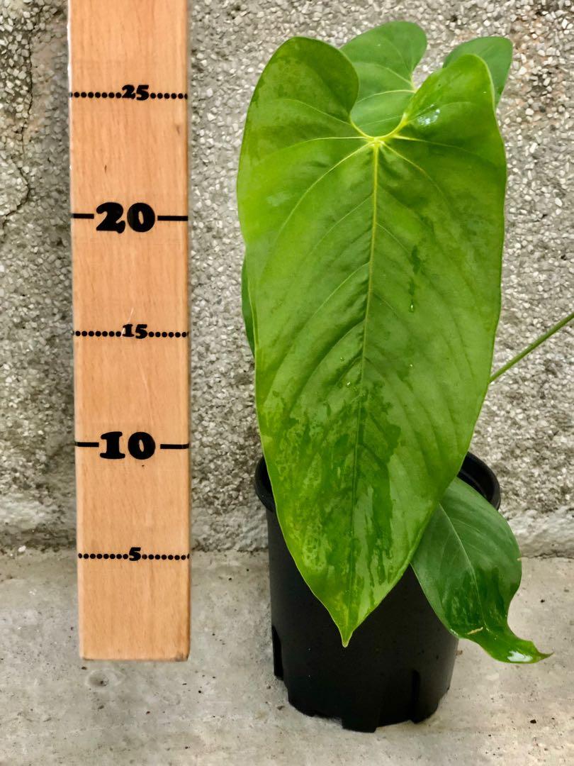 Anthurium queremalense, 傢俬＆家居, 園藝, 植物及種子 - Carousell
