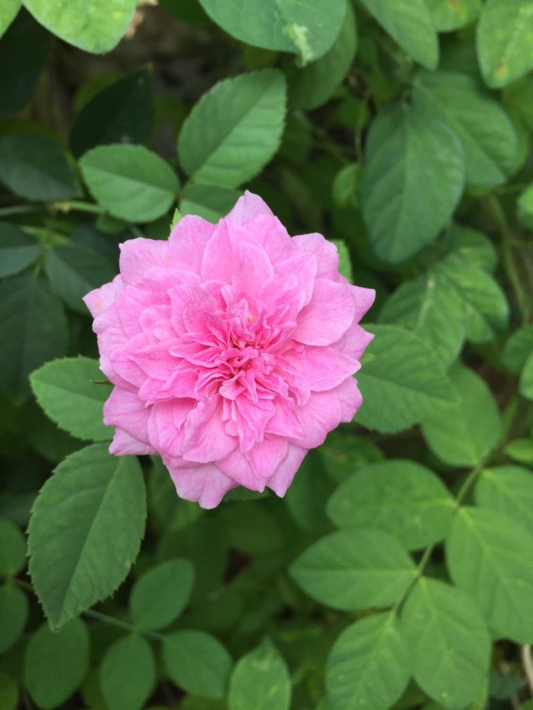Beautiful Thornless Pink Rose, Furniture & Home Living, Gardening ...