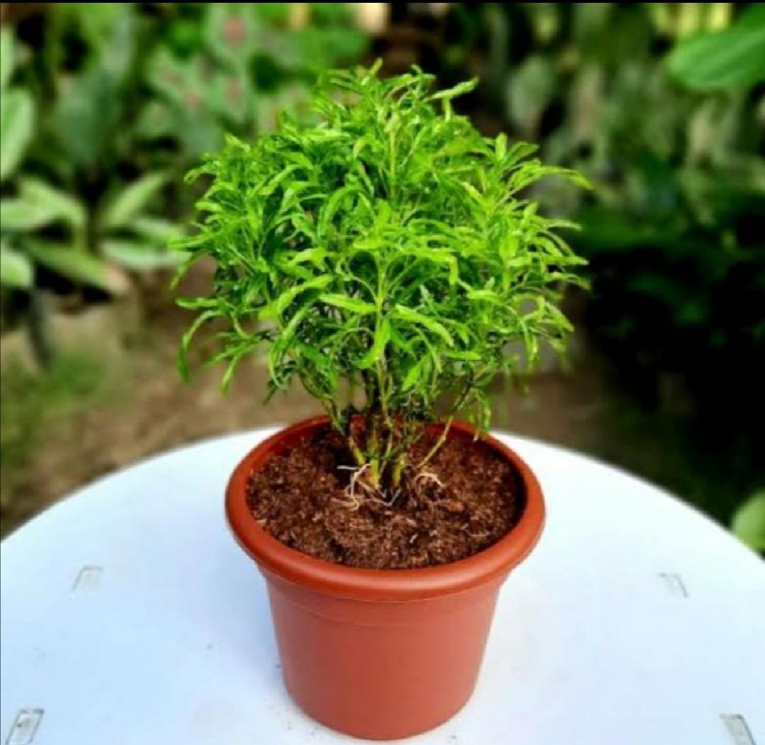 Dwarf Golden Papua live Plant, Furniture & Home Living, Gardening ...