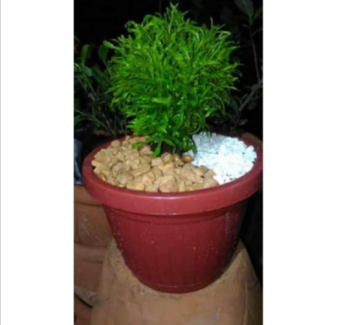 Dwarf Golden Papua live Plant, Furniture & Home Living, Gardening ...
