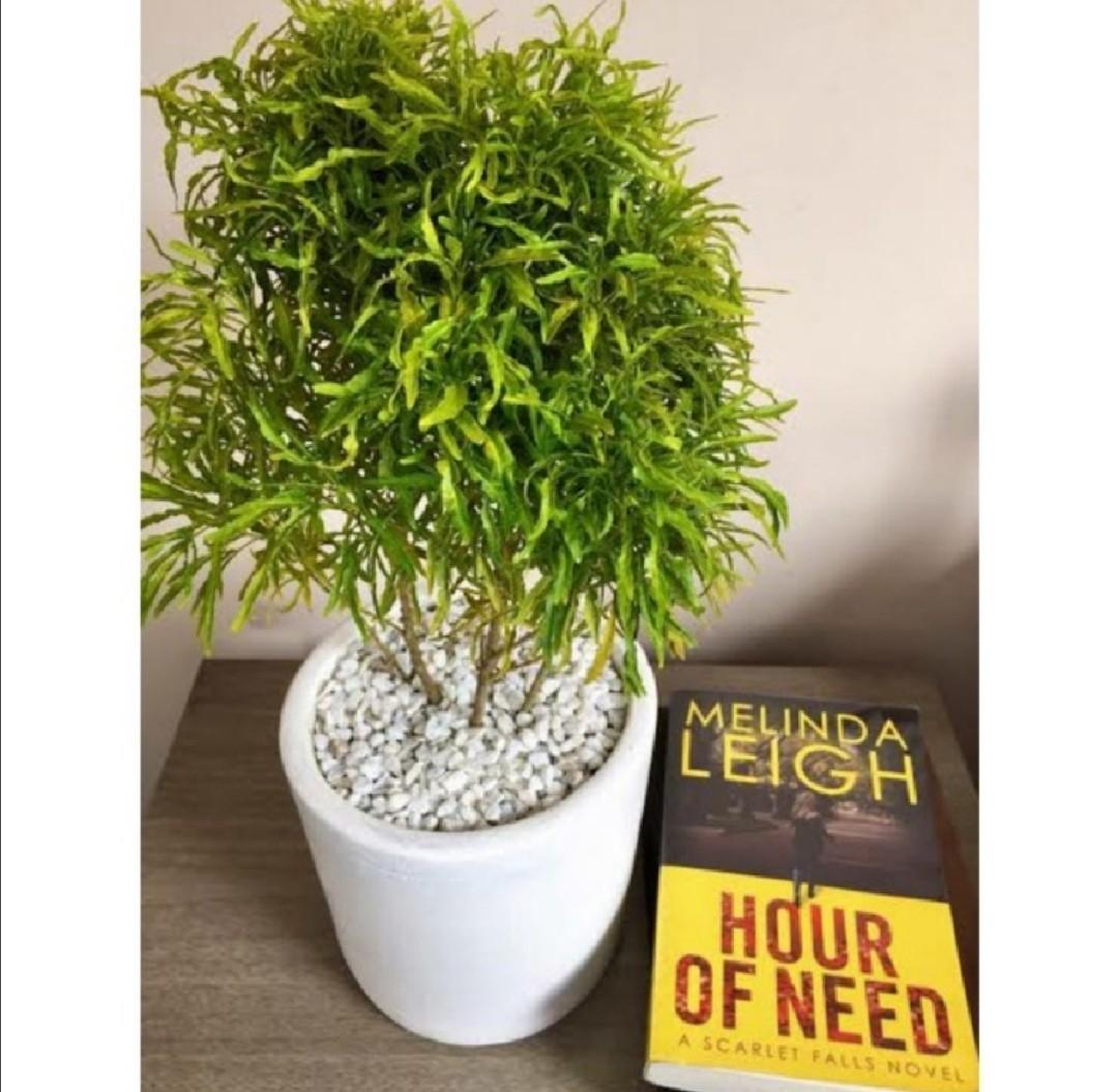 Dwarf Golden Papua live Plant, Furniture & Home Living, Gardening ...