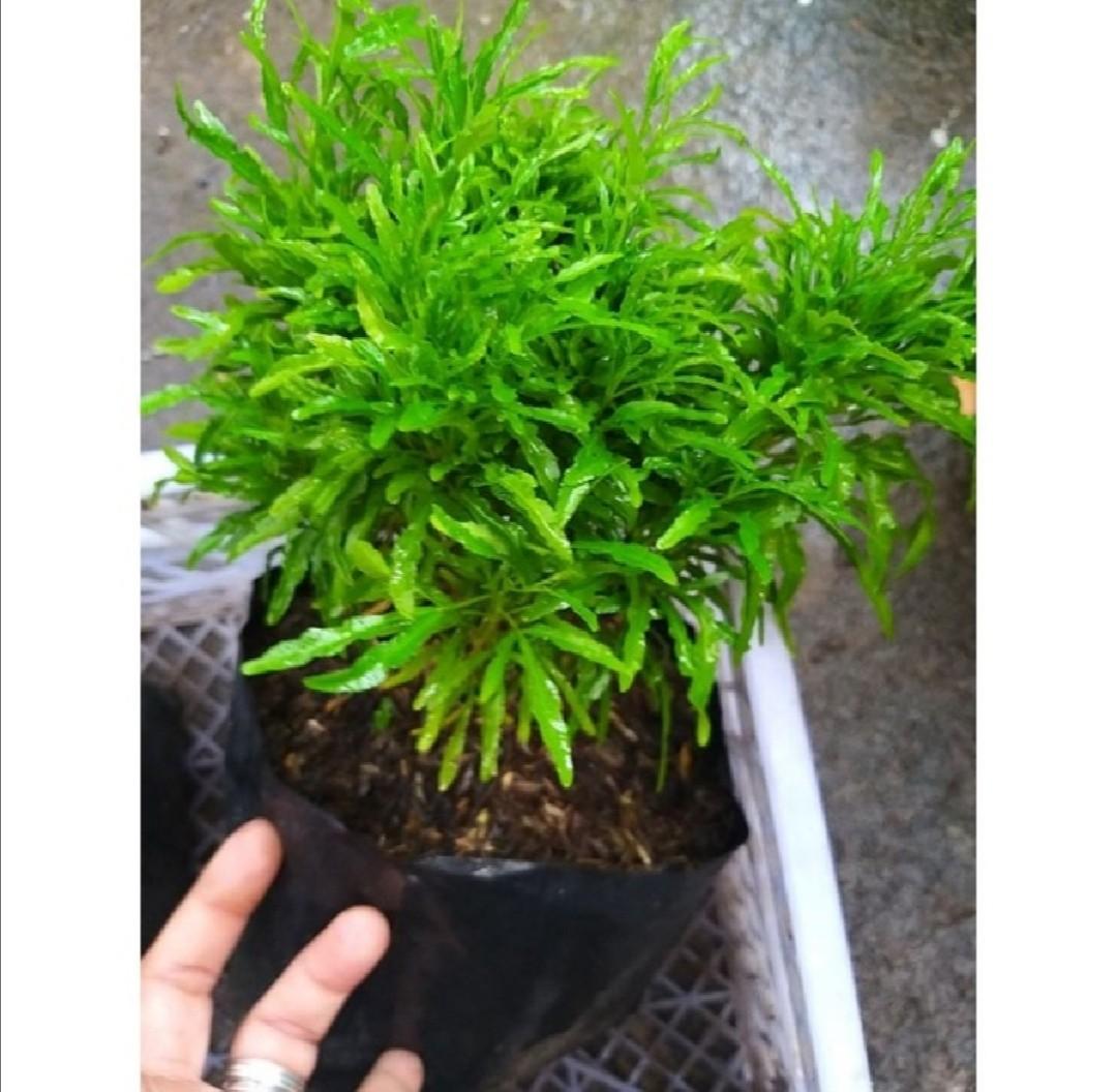 Dwarf Golden Papua live Plant, Furniture & Home Living, Gardening ...