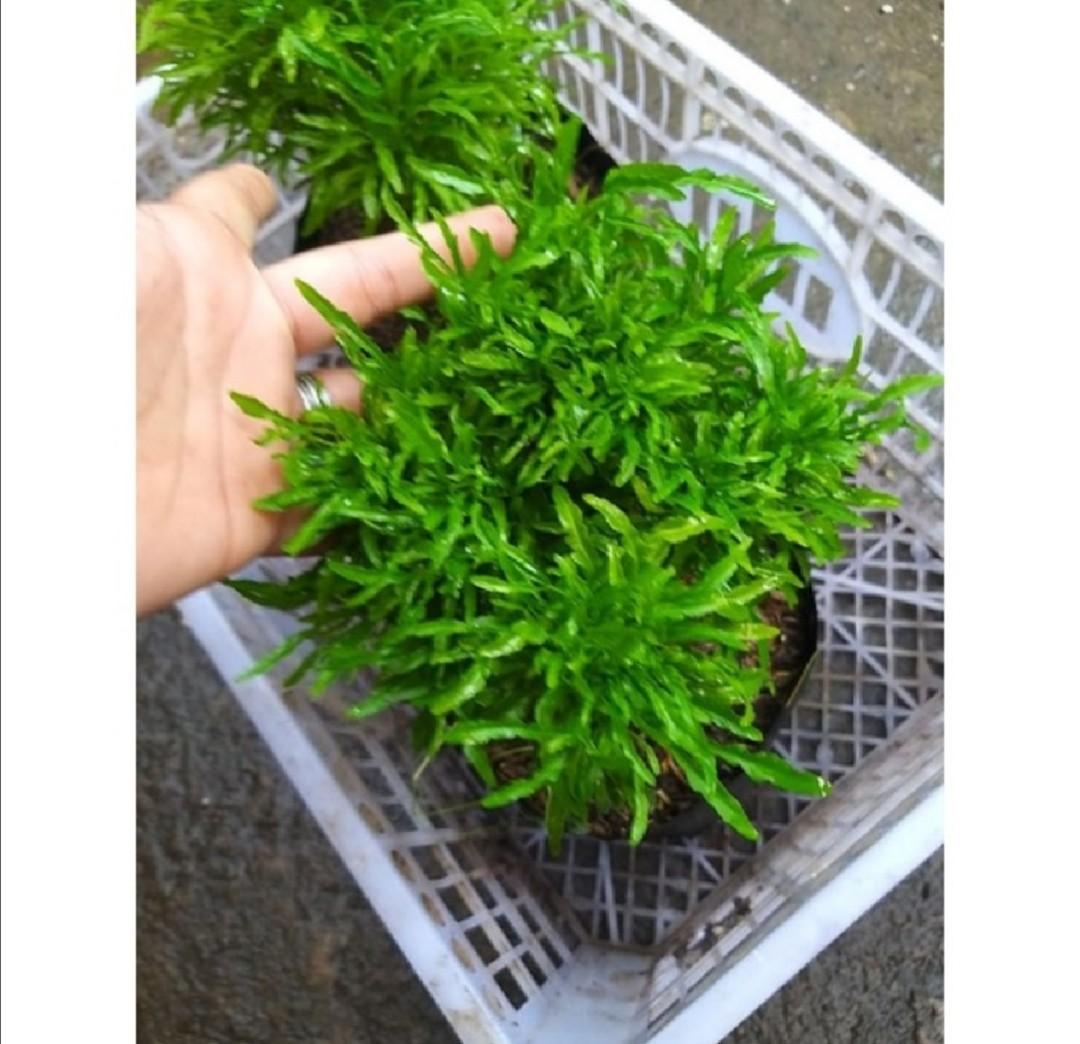 Dwarf Golden Papua live Plant, Furniture & Home Living, Gardening ...