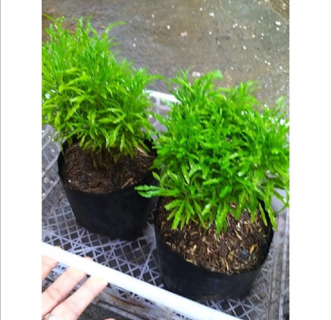 Dwarf Golden Papua live Plant, Furniture & Home Living, Gardening ...