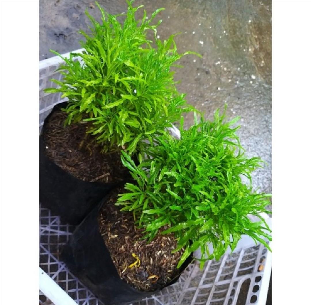 Dwarf Golden Papua live Plant, Furniture & Home Living, Gardening ...