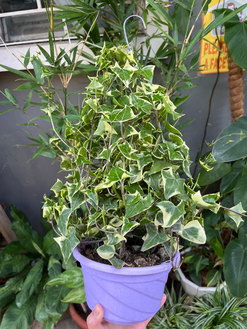 Lush Hanging Trailing Variegated wax Ivy, Furniture & Home Living ...