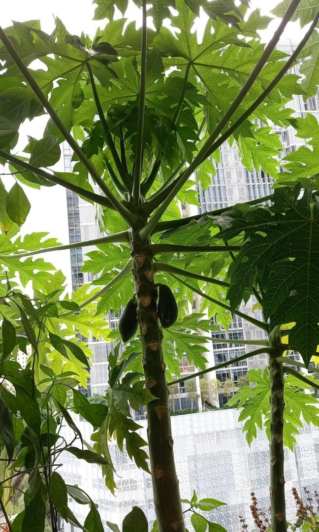 Mature payaya tree, Furniture & Home Living, Gardening, Plants & Seeds ...