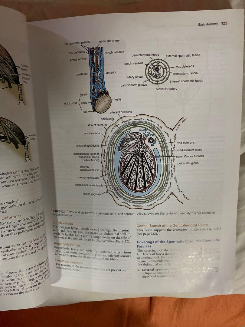 SNELL (CLINICAL ANATOMY), Hobbies & Toys, Books & Magazines, Textbooks ...