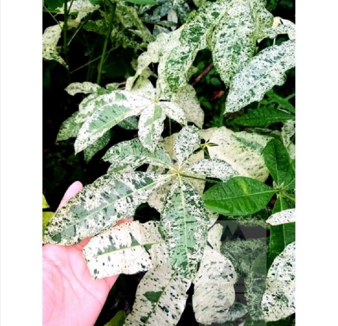Variegated Money Tree/Pachira Aquatica Money Tree Variegata Variegated ...