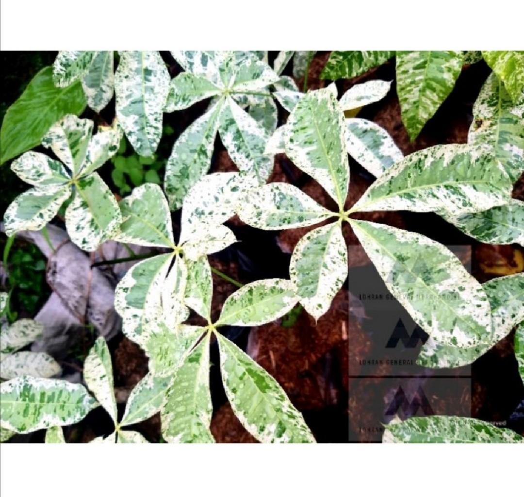 Variegated Money Tree/Pachira Aquatica Money Tree Variegata Variegated ...