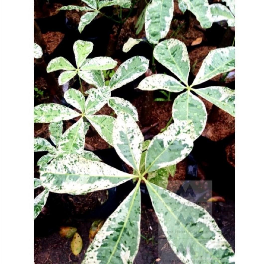 Variegated Money Tree/Pachira Aquatica Money Tree Variegata Variegated ...