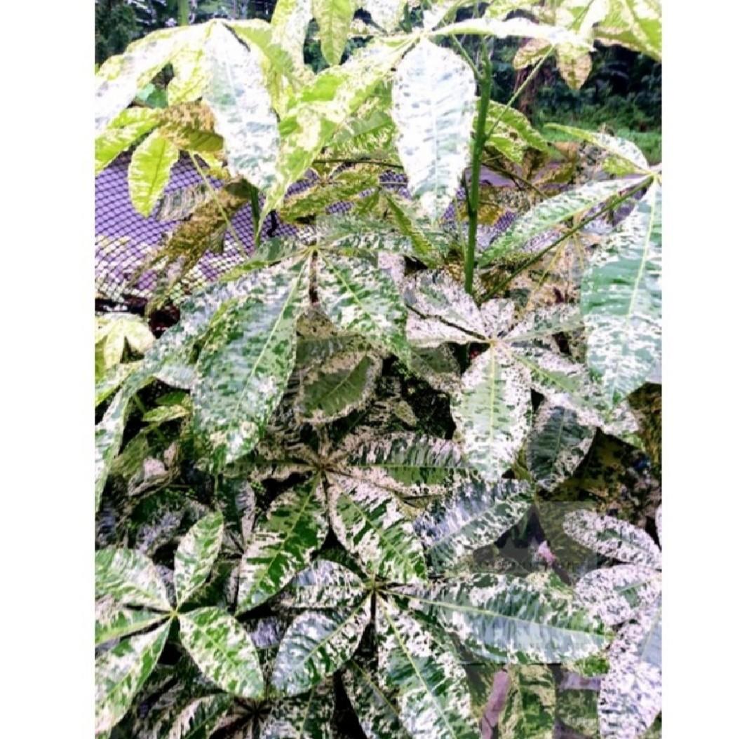 Variegated Money Tree/Pachira Aquatica Money Tree Variegata Variegated ...