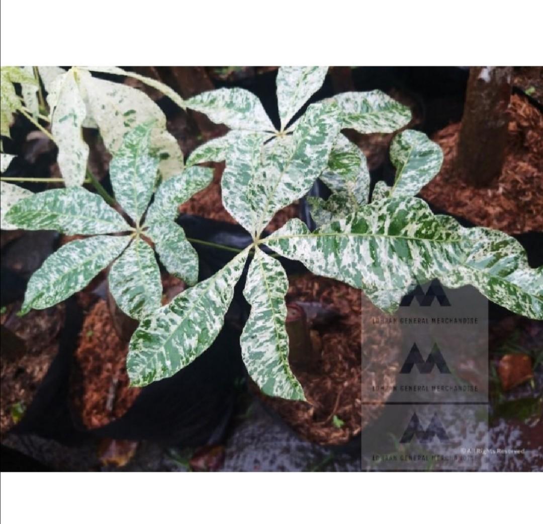 Variegated Money Tree/Pachira Aquatica Money Tree Variegata Variegated ...