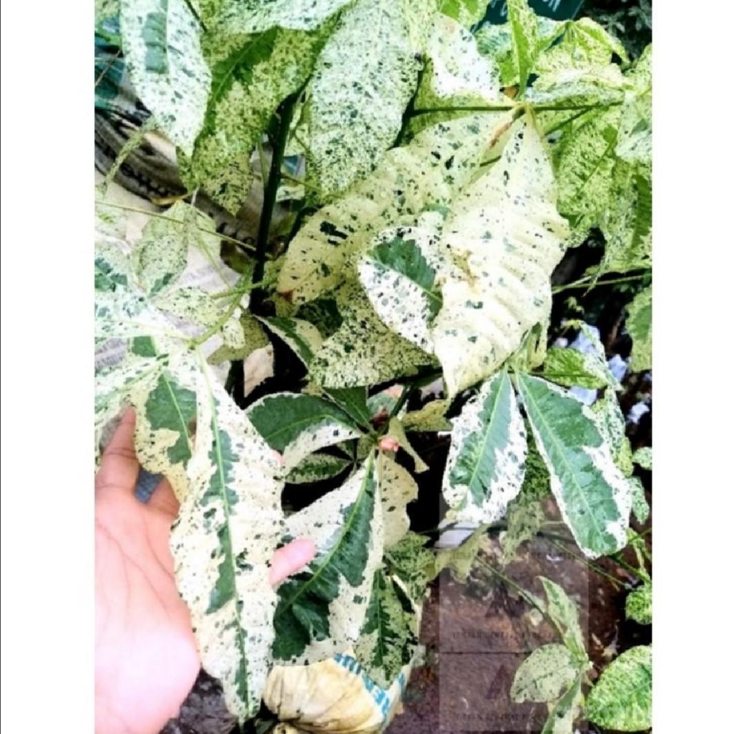 Variegated Money Tree/Pachira Aquatica Money Tree Variegata Variegated ...
