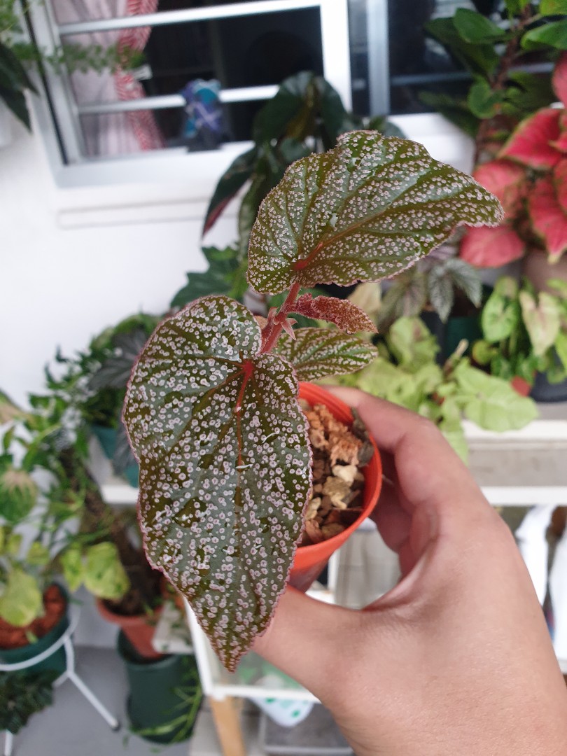 Begonia u062, Furniture & Home Living, Gardening, Plants & Seeds on ...