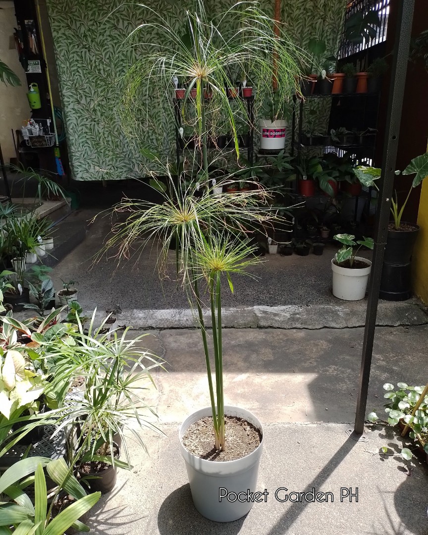 Giant Cyperus Papyrus plant, Furniture & Home Living, Gardening, Plants ...