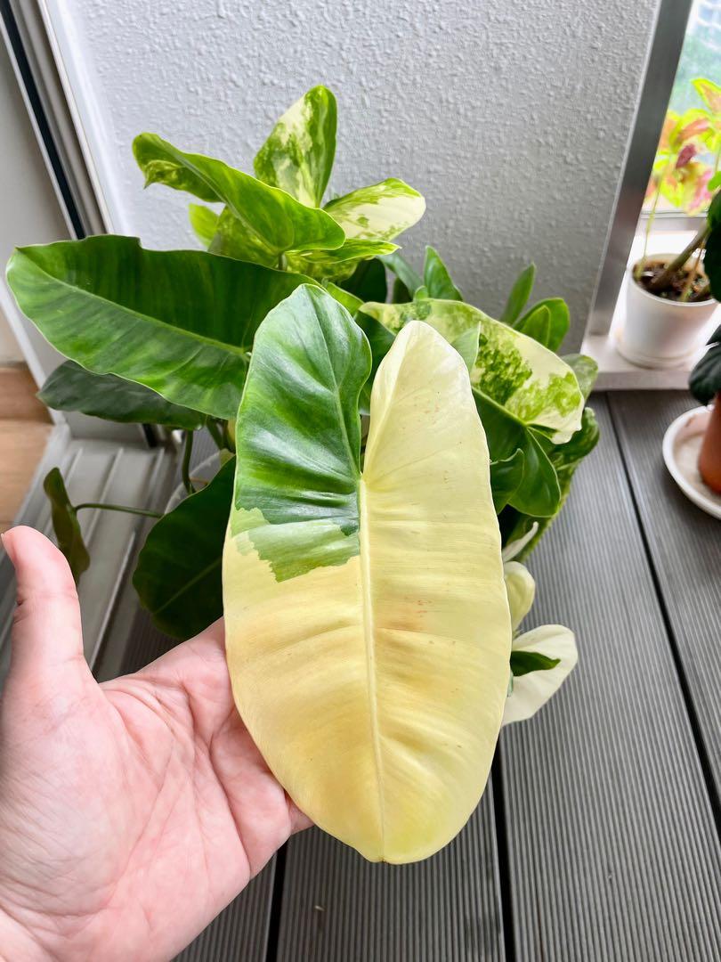 Lush Philodendron Burle Max, Furniture & Home Living, Gardening, Plants ...