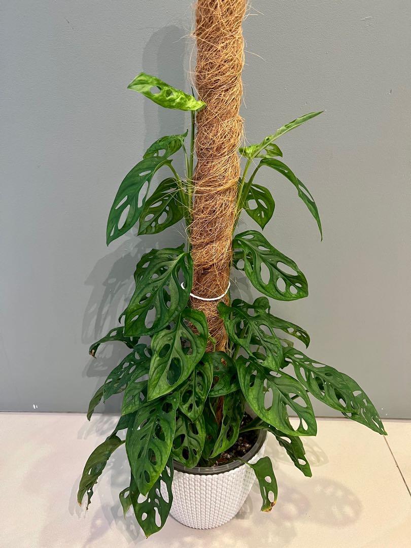 Manjula Pothos, Monstera Adansonii Swiss Cheese Plant, Furniture & Home ...