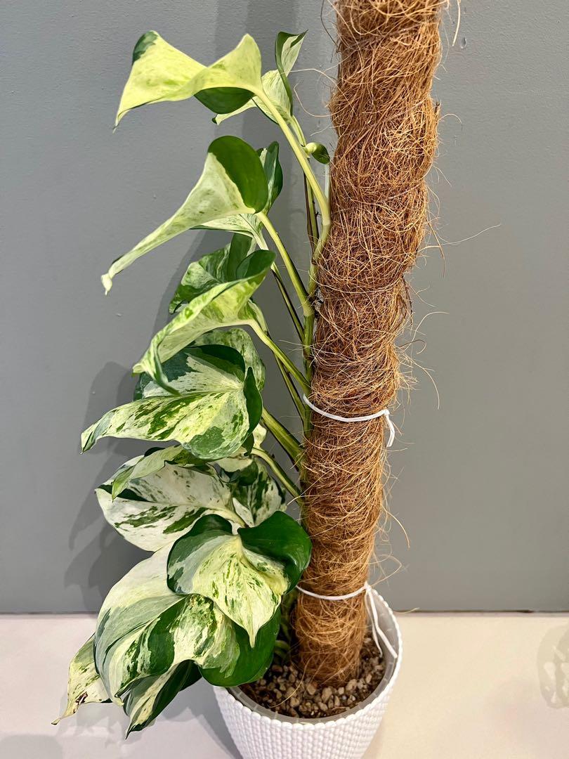 Manjula Pothos, Monstera Adansonii Swiss Cheese Plant, Furniture & Home ...