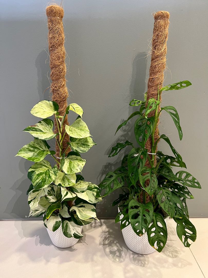 Manjula Pothos, Monstera Adansonii Swiss Cheese Plant, Furniture & Home ...