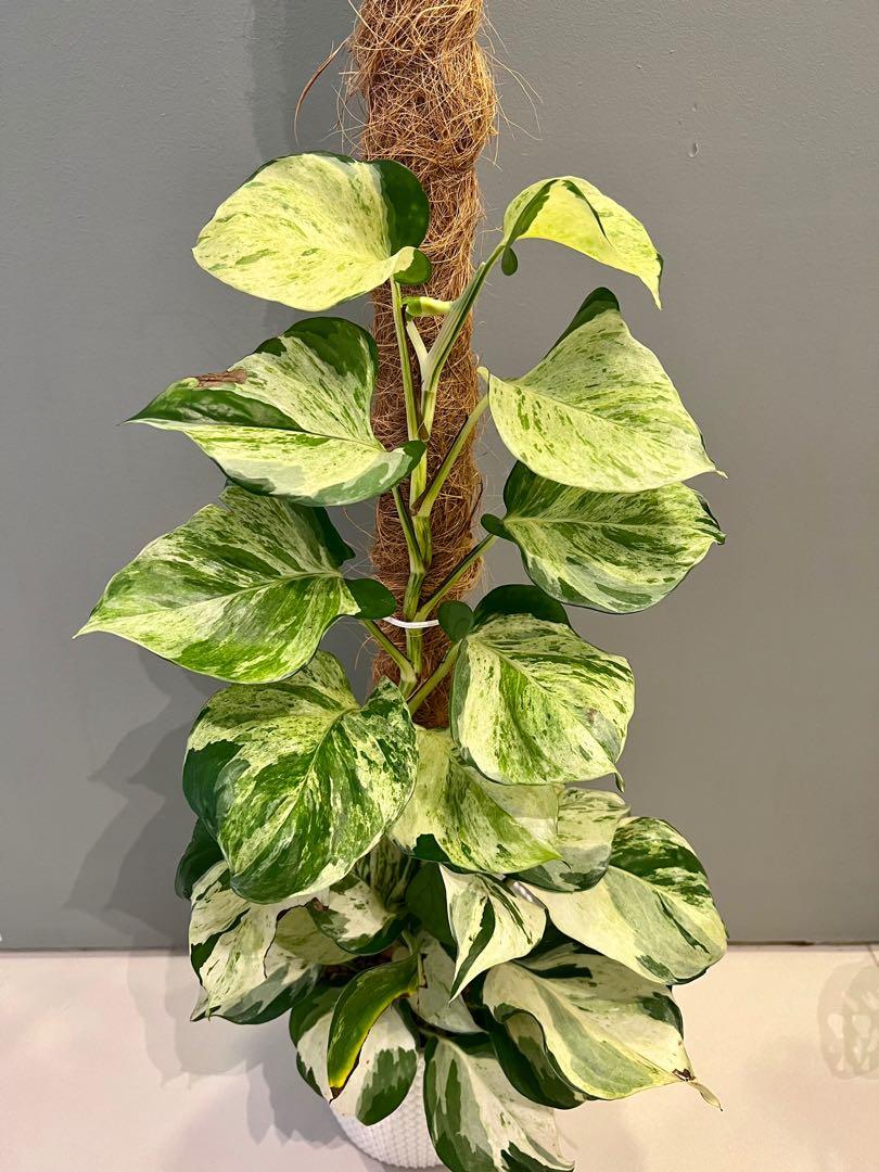 Manjula Pothos, Monstera Adansonii Swiss Cheese Plant, Furniture & Home ...