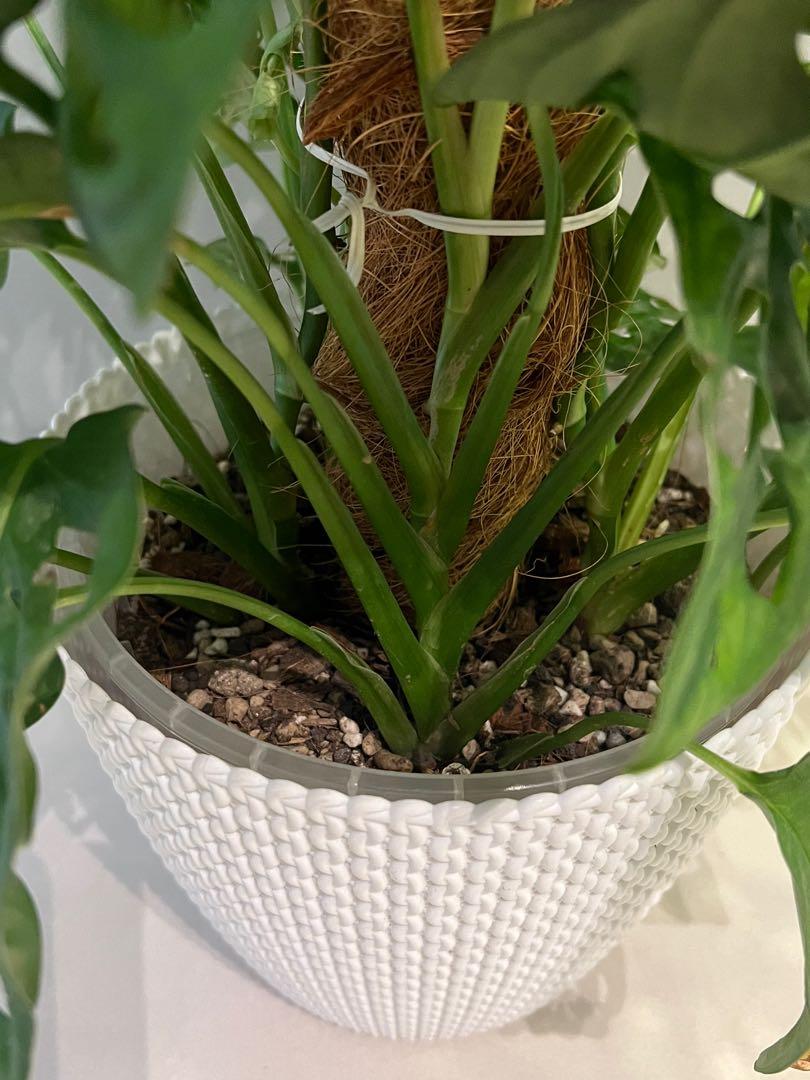 Manjula Pothos, Monstera Adansonii Swiss Cheese Plant, Furniture & Home ...