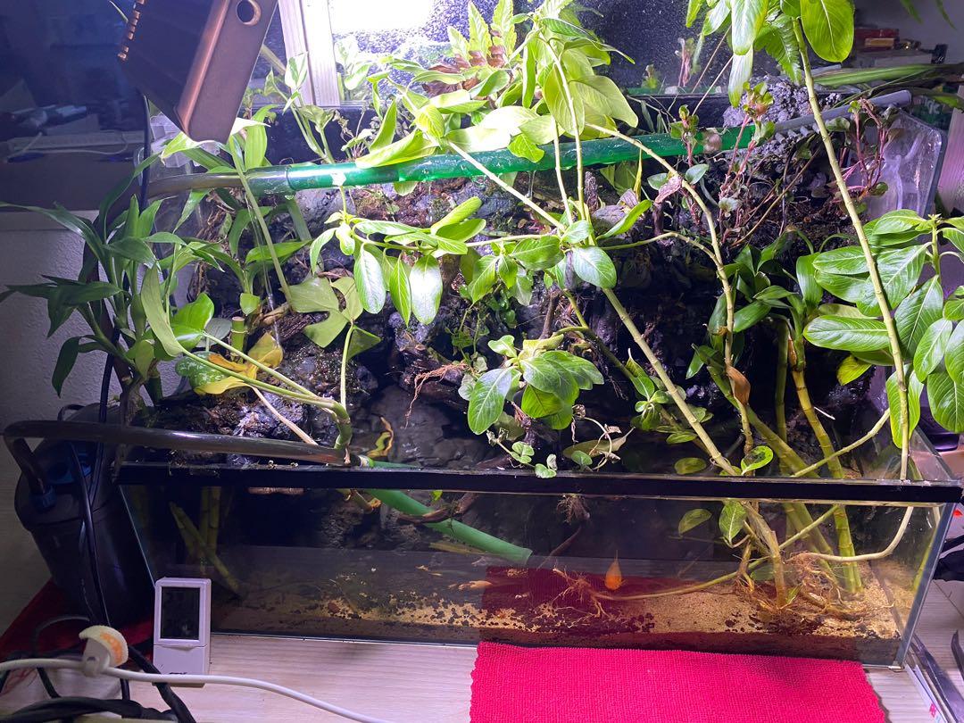 Paludarium Tank, Pet Supplies, Homes & Other Pet Accessories on Carousell