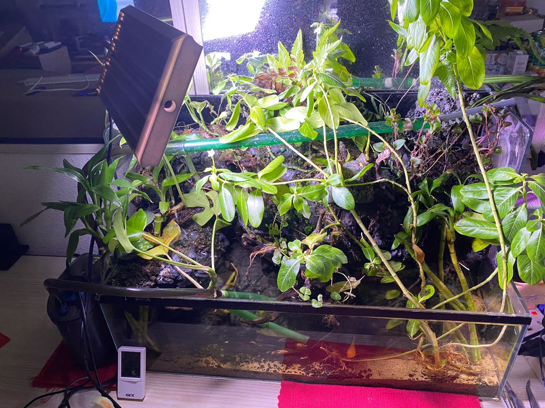 Paludarium Tank, Pet Supplies, Homes & Other Pet Accessories on Carousell
