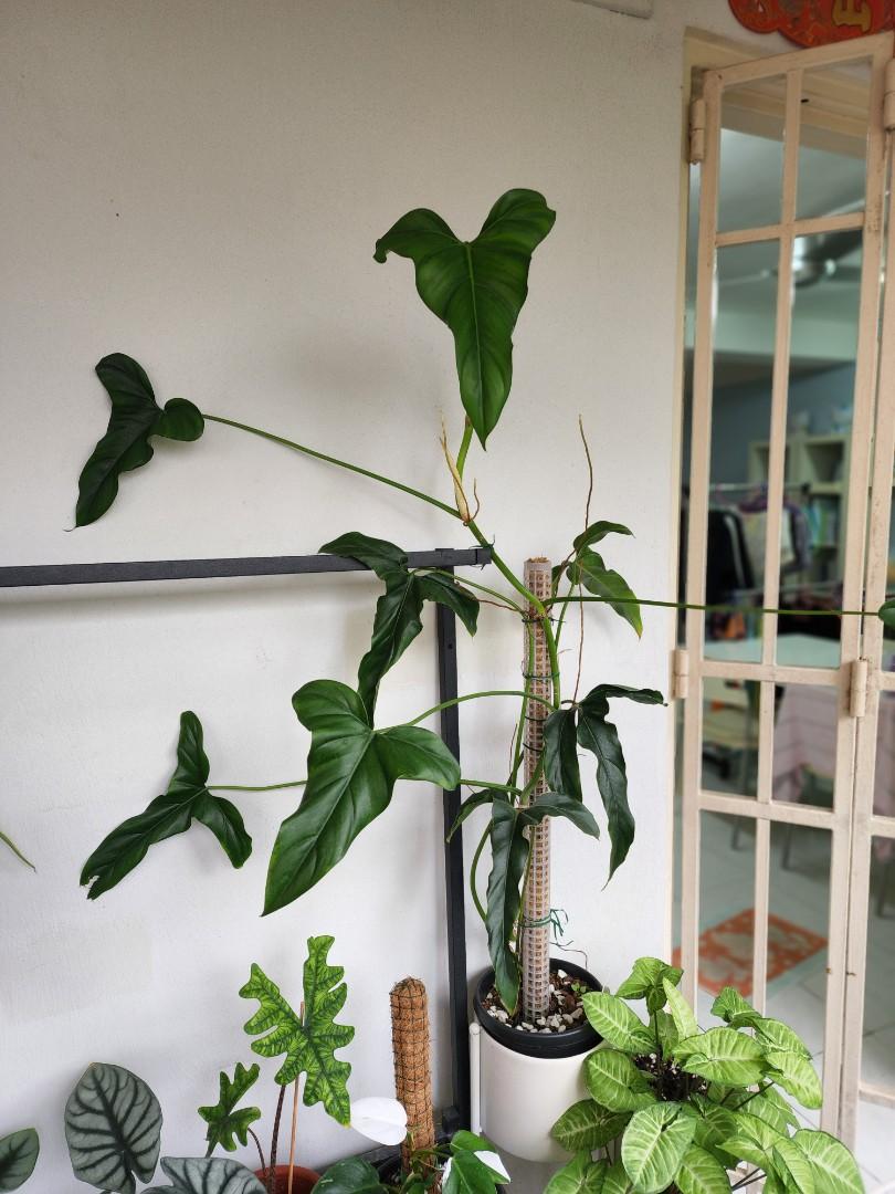 Philodendron delinksii, Furniture & Home Living, Gardening, Plants ...