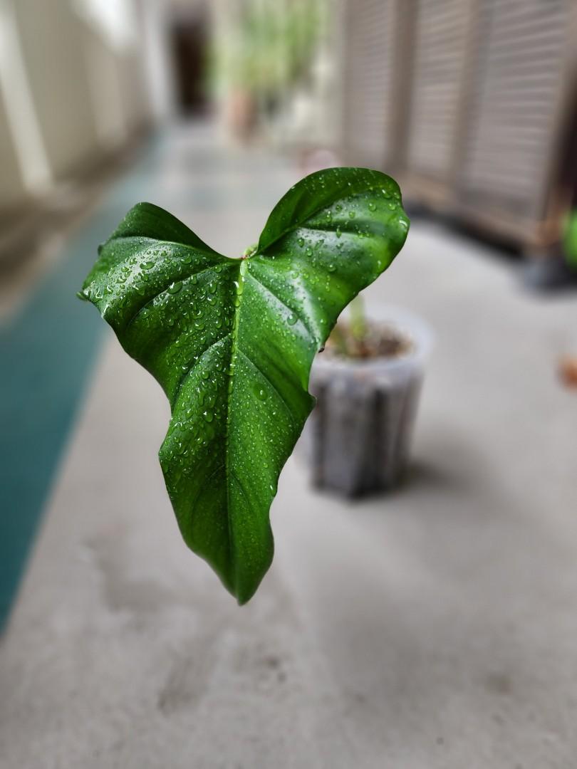 Philodendron delinksii, Furniture & Home Living, Gardening, Plants ...