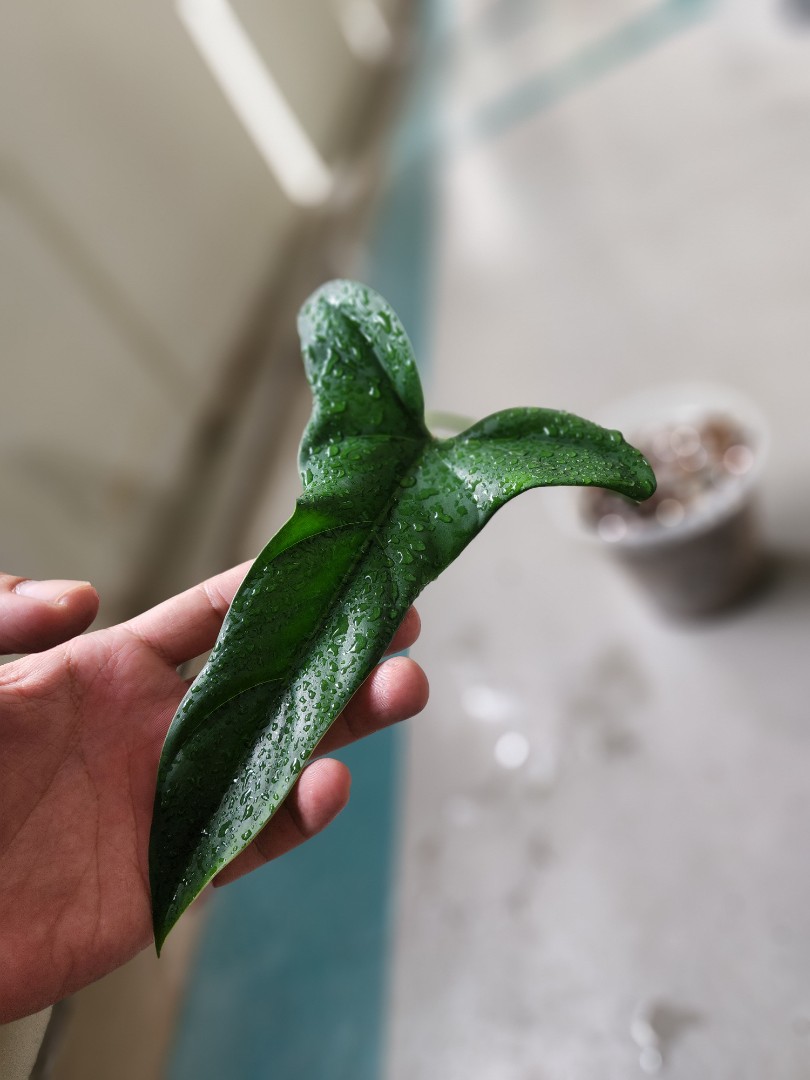 Philodendron delinksii, Furniture & Home Living, Gardening, Plants ...