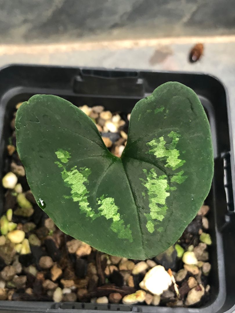 GSS Ulearum donburnsii variegated, Furniture & Home Living, Gardening ...