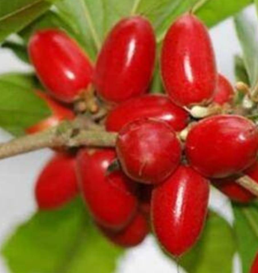Anak pokok miracle berry, Furniture & Home Living, Gardening, Plants ...