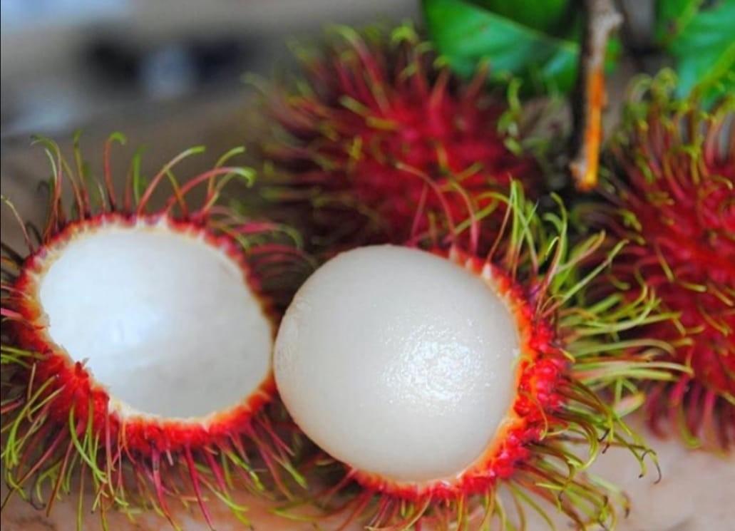 Anak pokok rambutan anak sekolah, Furniture & Home Living, Gardening ...