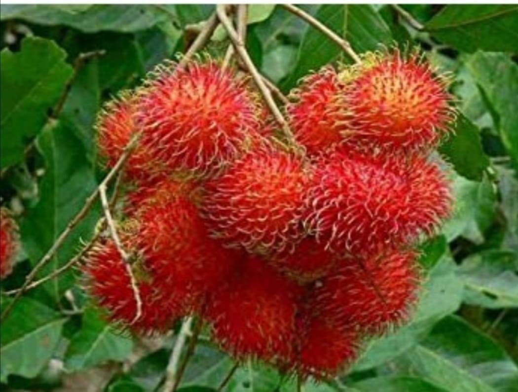 Anak pokok rambutan anak sekolah, Furniture & Home Living, Gardening ...