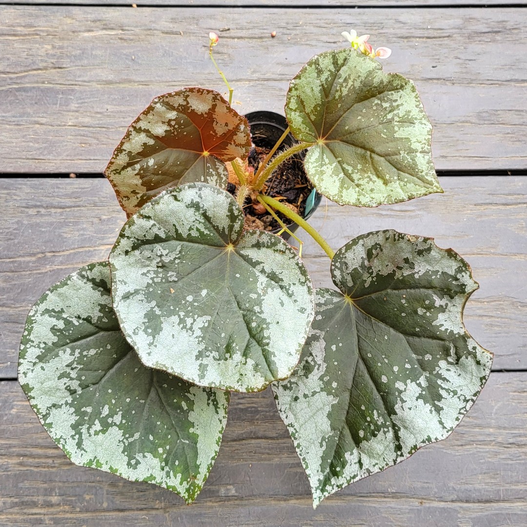 Begonia sykakiengii, Furniture & Home Living, Gardening, Plants & Seeds ...
