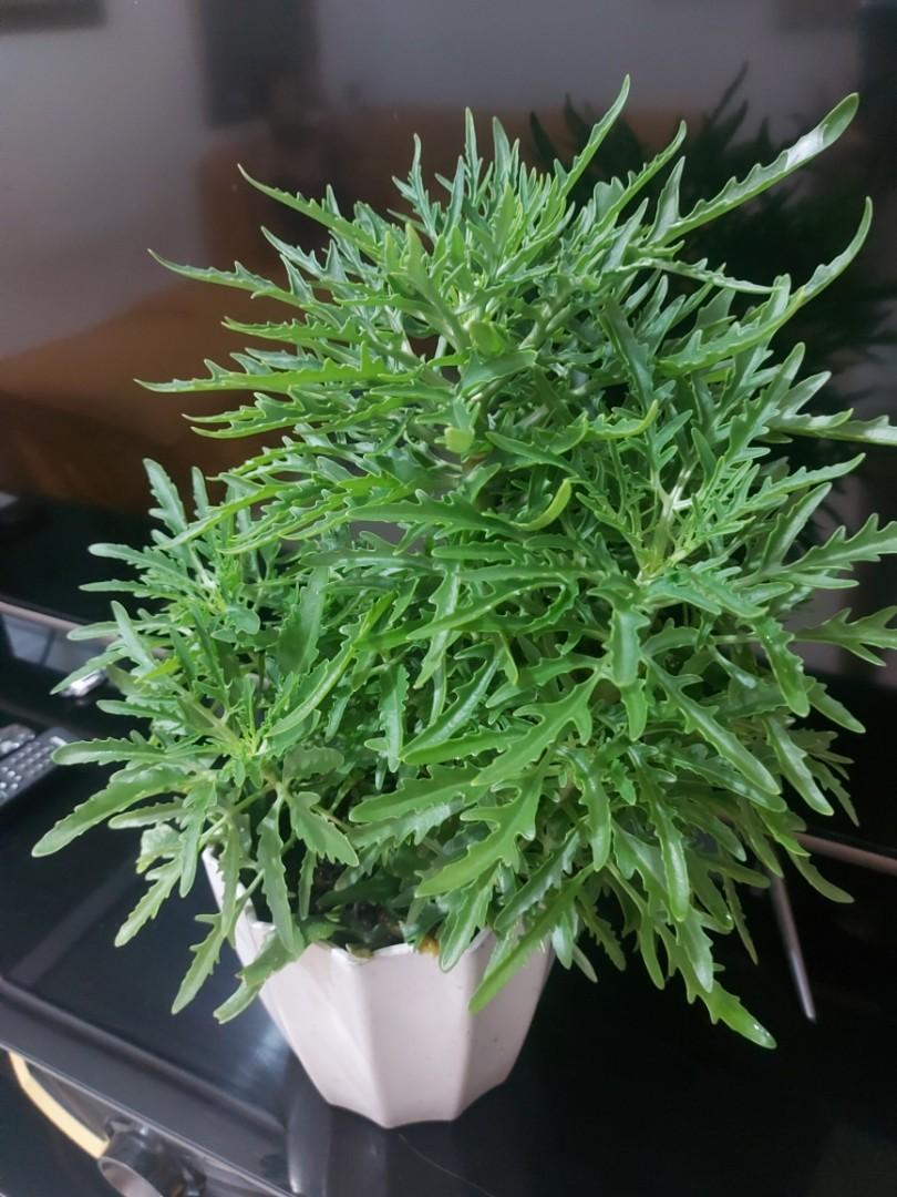 Succulent- Chicken feet Plant, Furniture & Home Living, Gardening ...