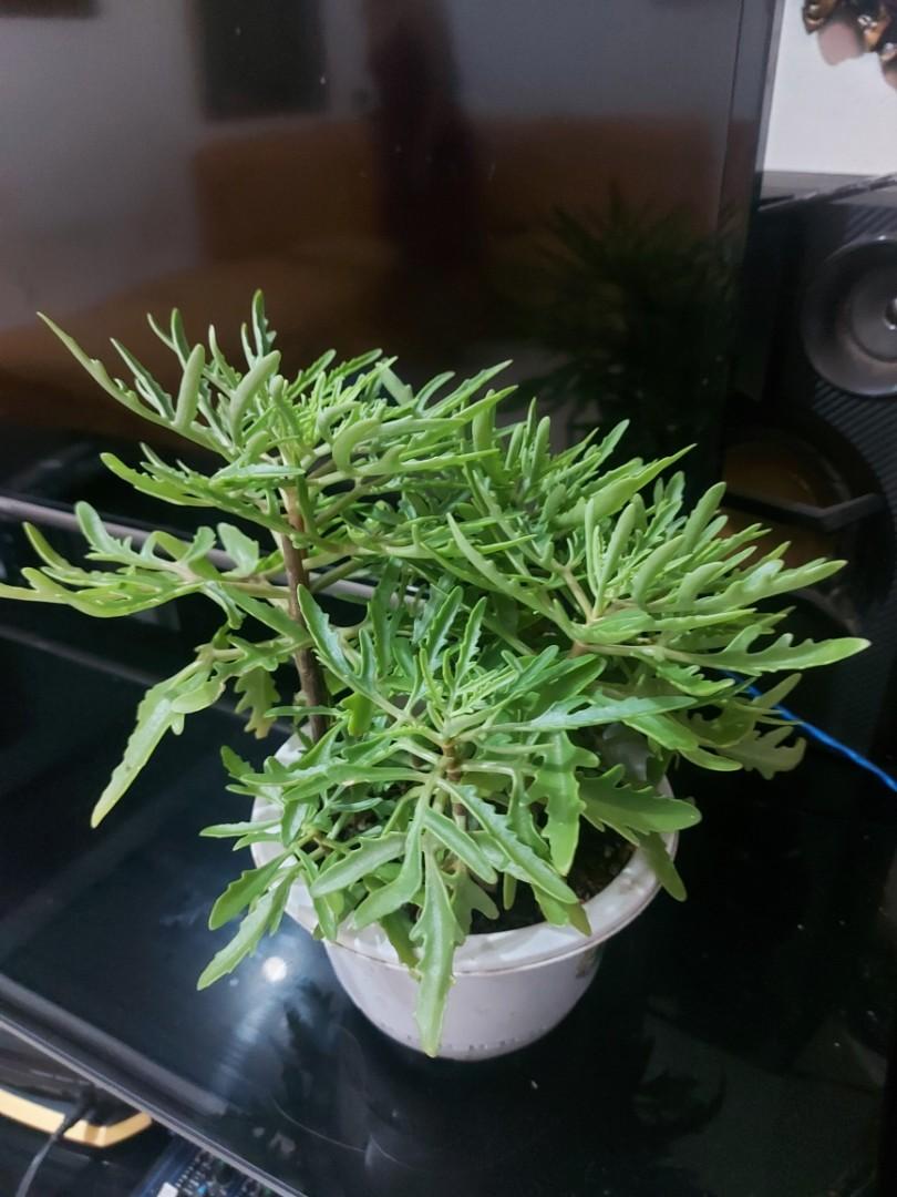 Succulent- Chicken feet Plant, Furniture & Home Living, Gardening ...